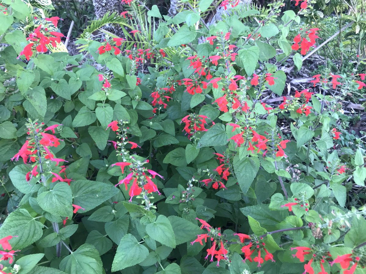 Scarlet Sage: Salvia coccinea - Southern Garden Nursery