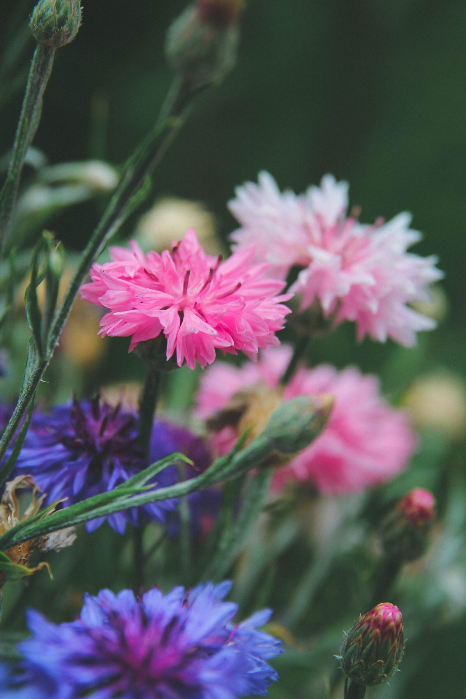 Bachelor’s Buttons: Centaurea Cyanus - Southern Garden Nursery