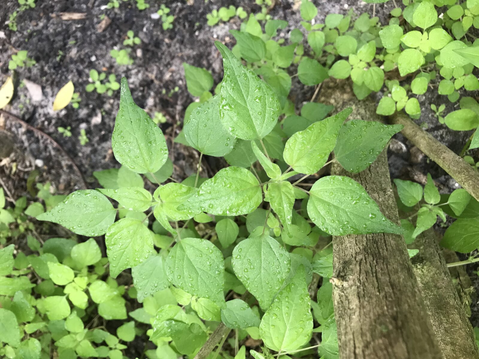 4 Common Florida Weeds for Chickens - Southern Garden Nursery