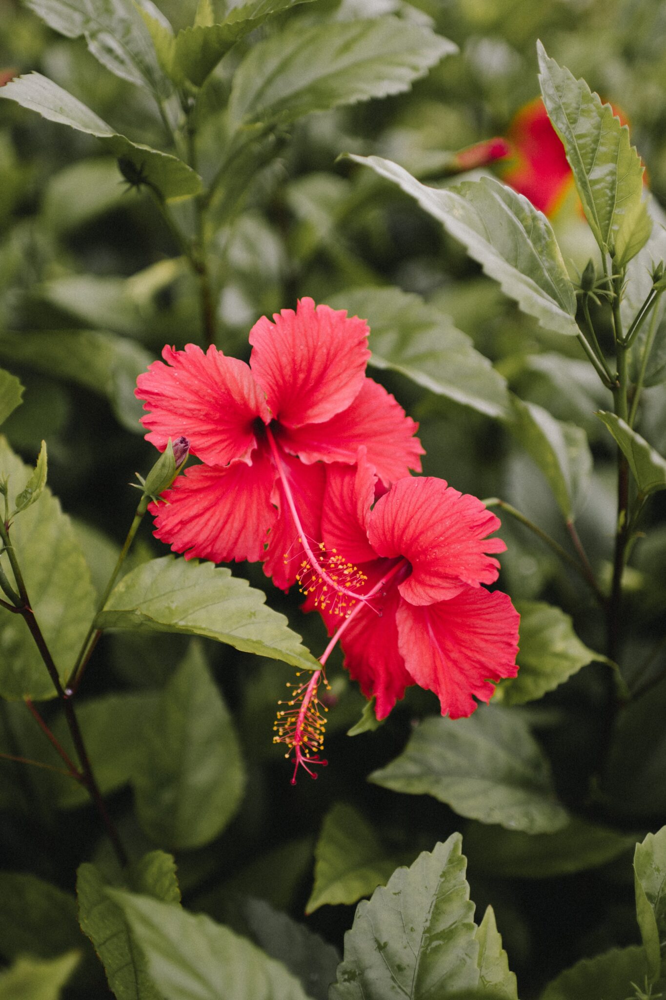 What Every Southern Gardener Needs to Know About Tropical Hibiscus ...