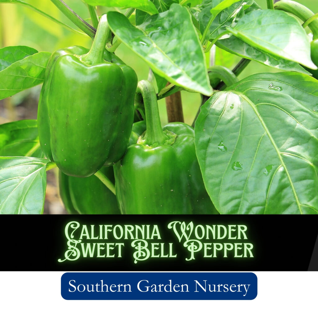 California Wonder Sweet Bell Pepper Seeds / Capsicum annuum 'California ...