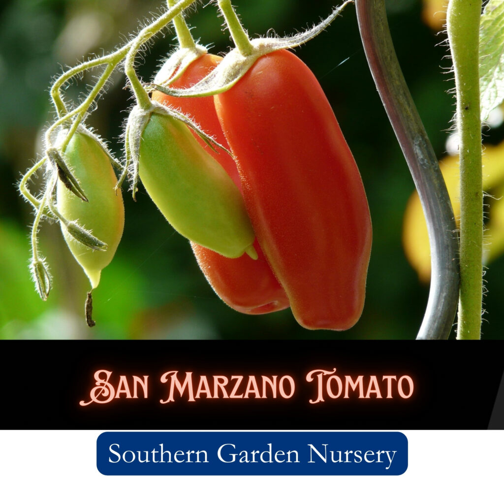 San Marzano Heirloom Tomatoes / Solanum lycopersicum 'San Marzano ...