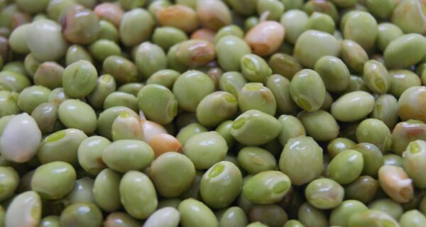 Growing Pigeon Peas from Seed - Southern Garden Nursery
