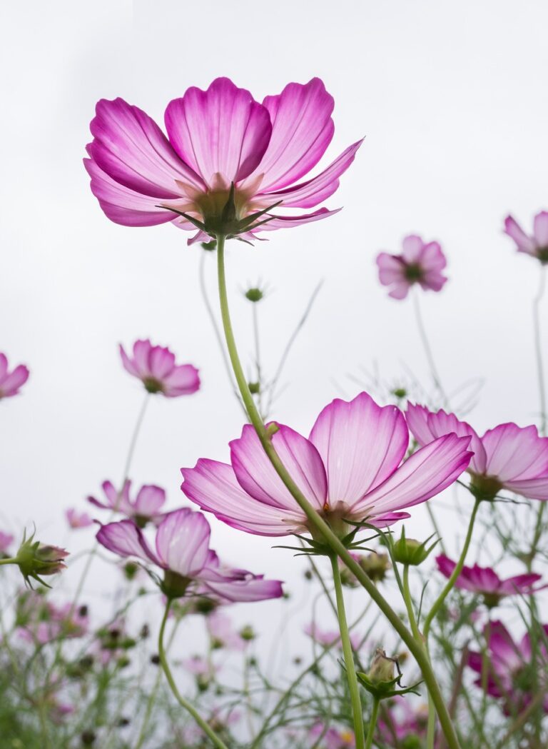 Growing Cosmos from Seed - Southern Garden Nursery