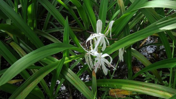 How to Grow, Care For, and Propagate Crinum Lily - Southern Garden Nursery