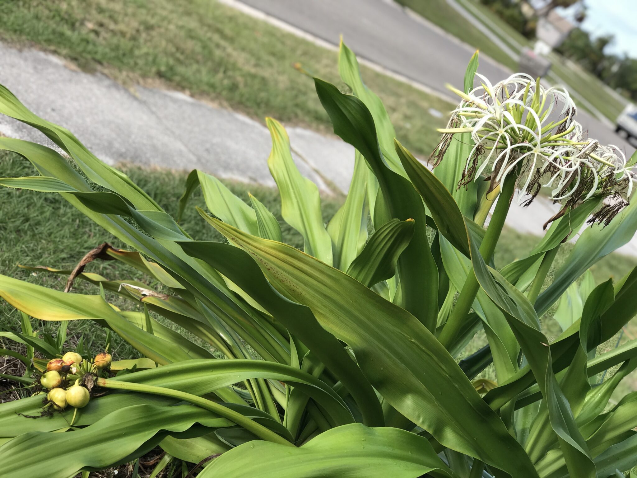 How to Grow, Care For, and Propagate Crinum Lily - Southern Garden Nursery