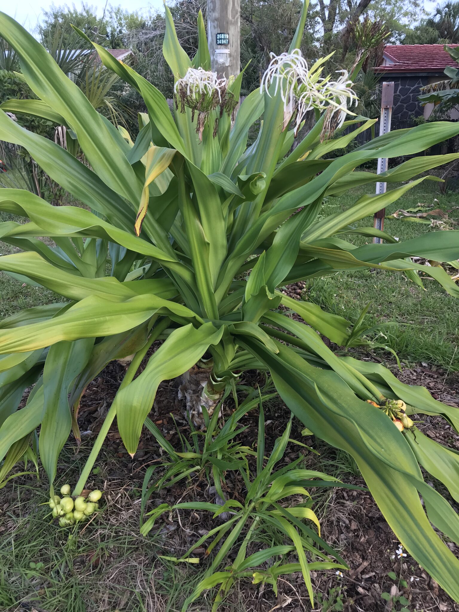 How to Grow, Care For, and Propagate Crinum Lily - Southern Garden Nursery