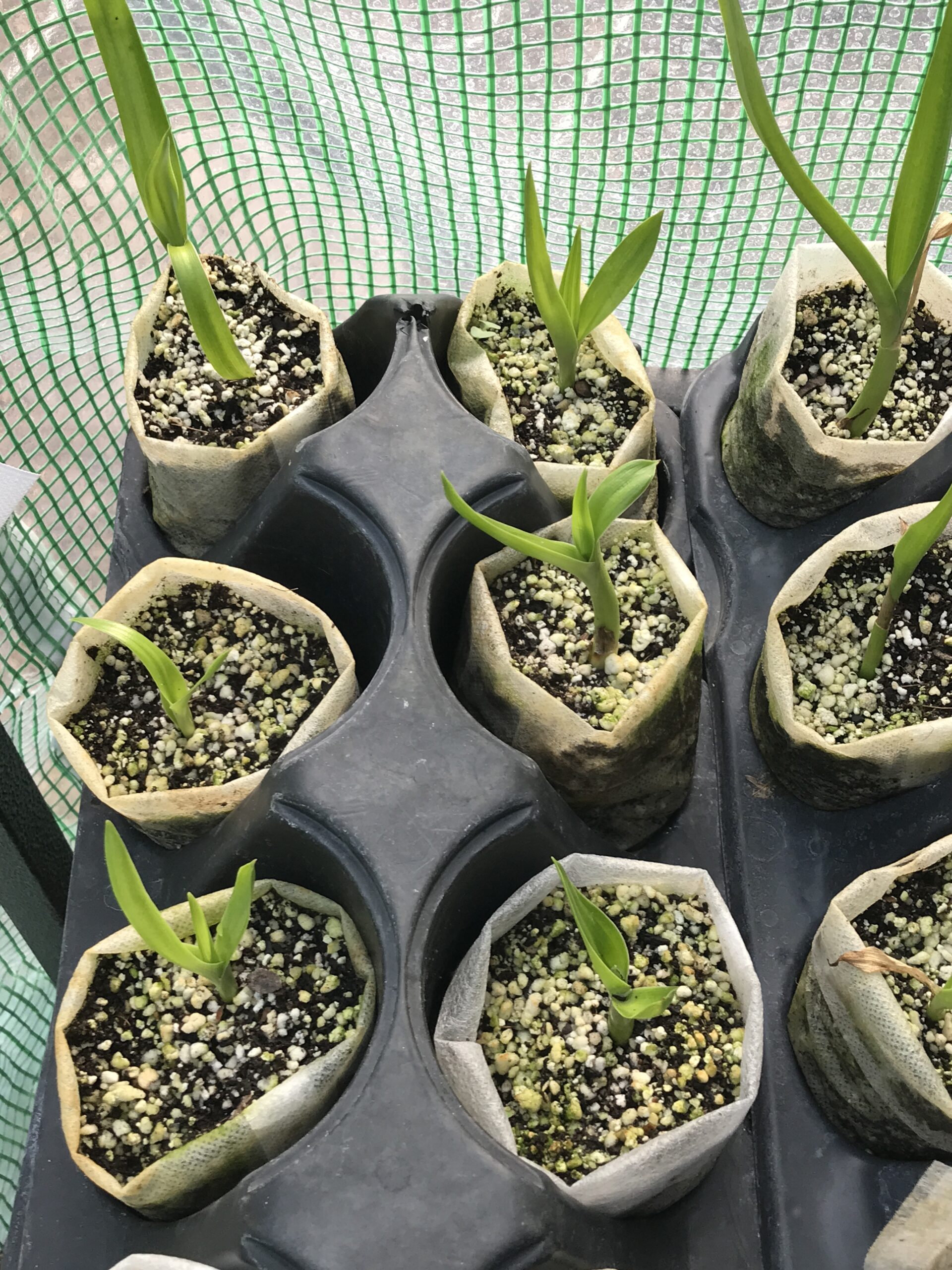 How To Grow Care For And Propagate Crinum Lily Southern Garden Nursery