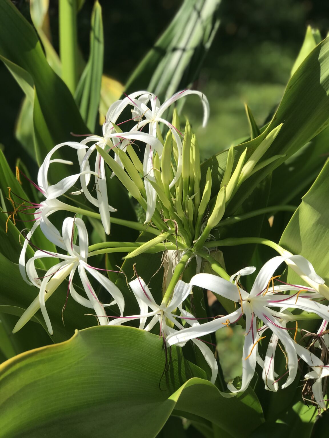 How to Grow, Care For, and Propagate Crinum Lily - Southern Garden Nursery