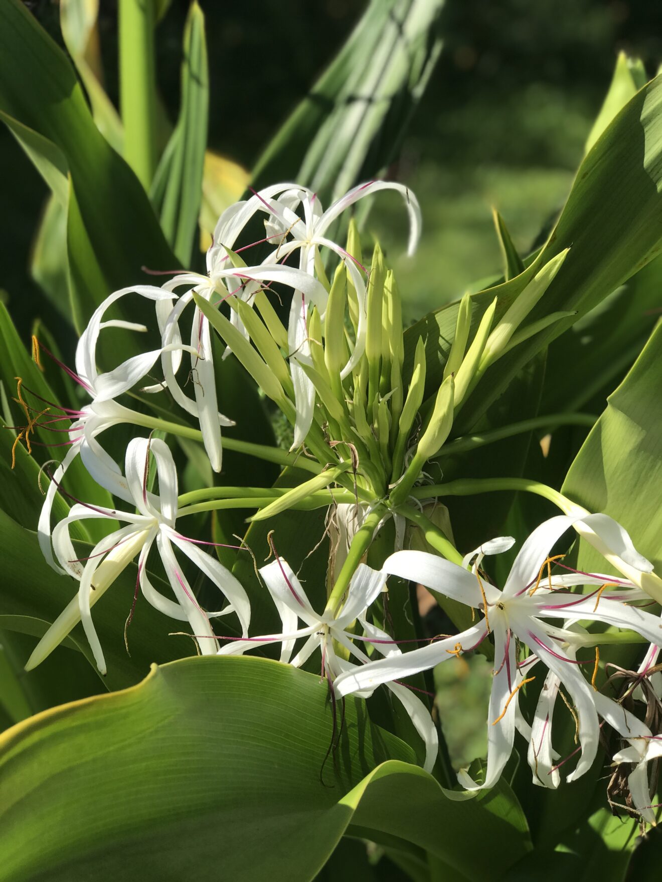 How to Grow, Care For, and Propagate Crinum Lily - Southern Garden Nursery