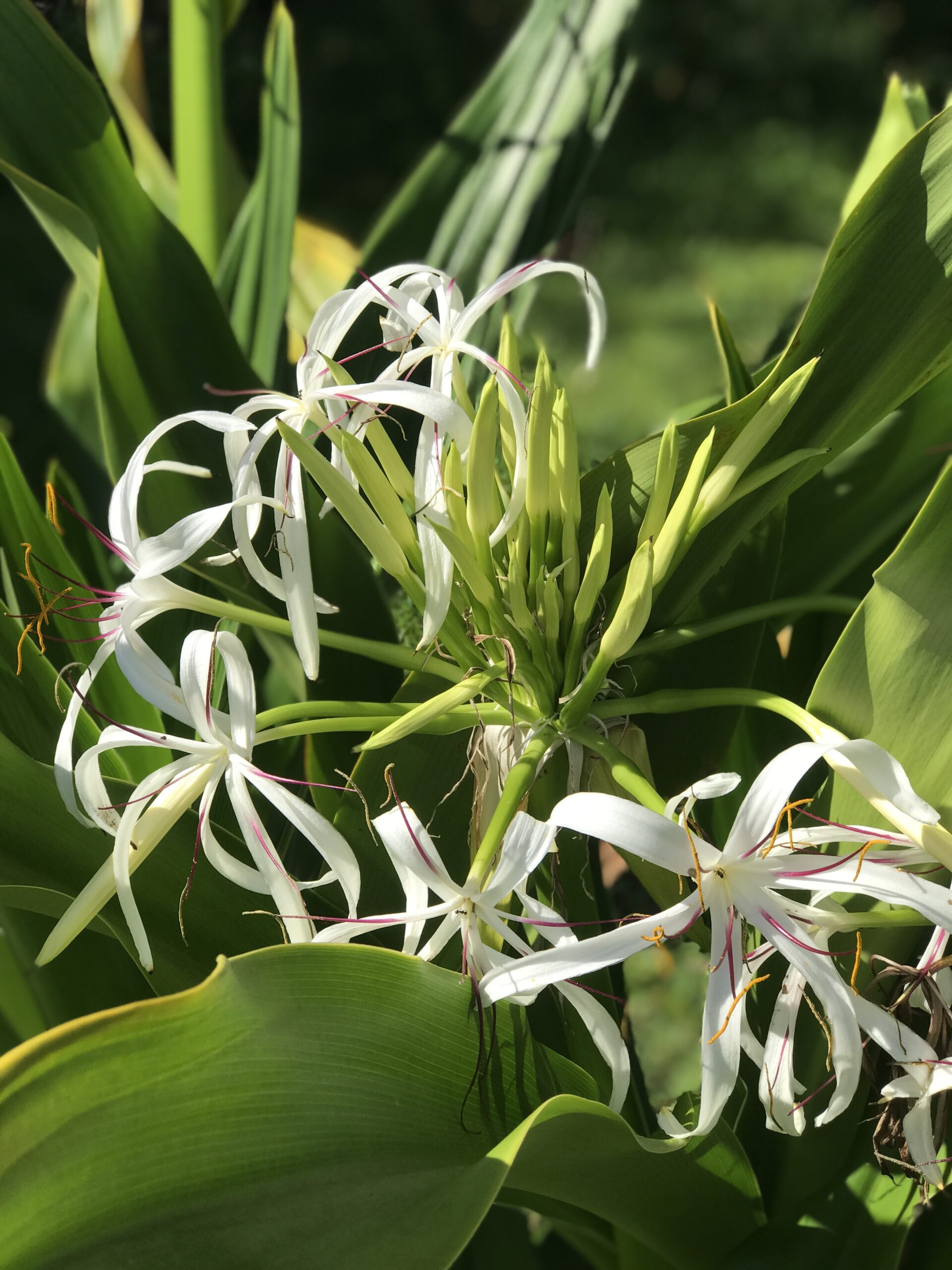 How to Grow, Care For, and Propagate Crinum Lily - Southern Garden Nursery