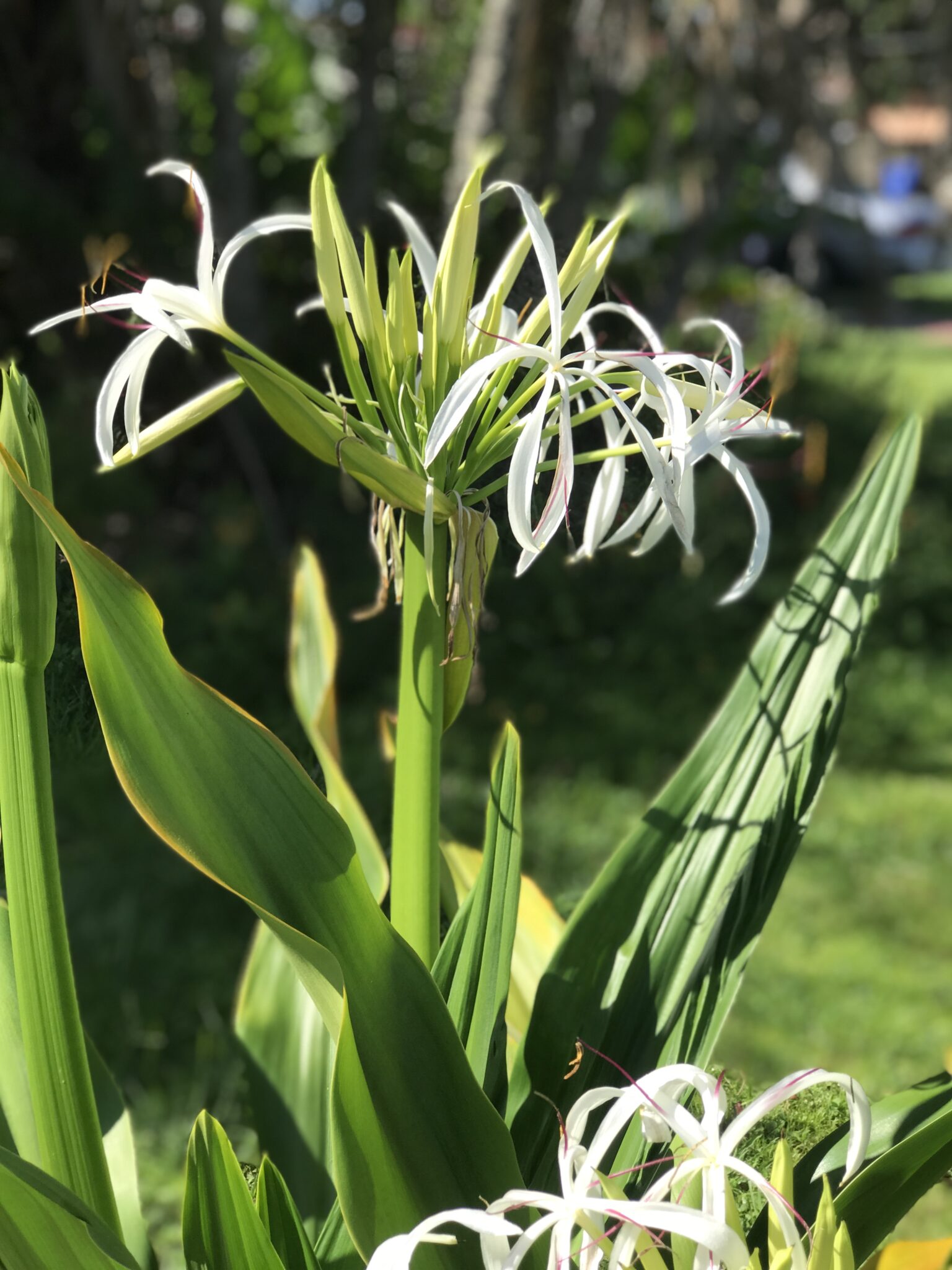 How to Grow, Care For, and Propagate Crinum Lily - Southern Garden Nursery