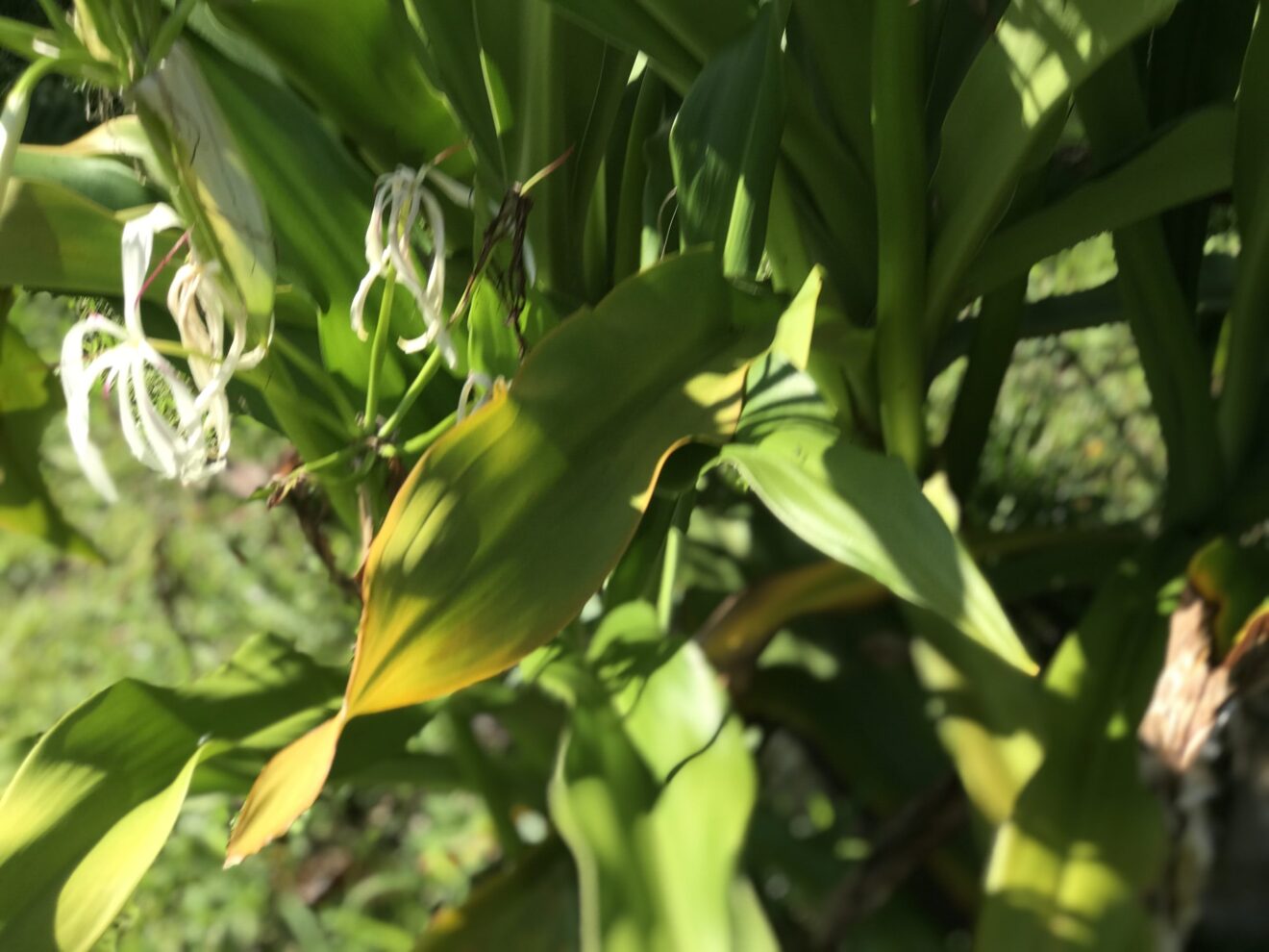 How to Grow, Care For, and Propagate Crinum Lily - Southern Garden Nursery