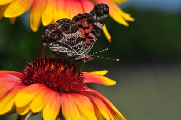 Growing Blanket Flower from Seed - Southern Garden Nursery