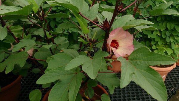 Growing Roselle from Seed - Southern Garden Nursery