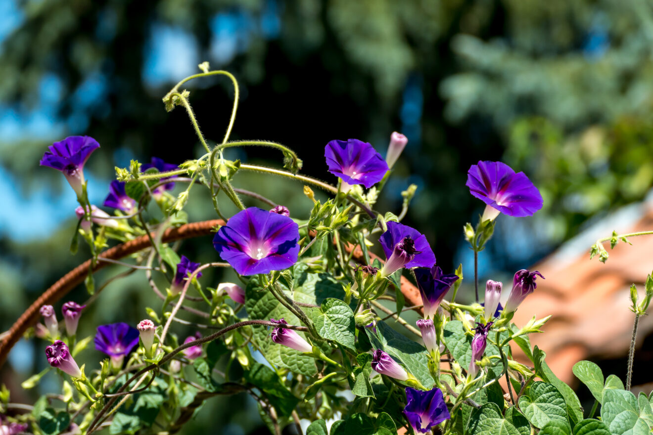 How to Grow Morning Glory from Seed - Southern Garden Nursery