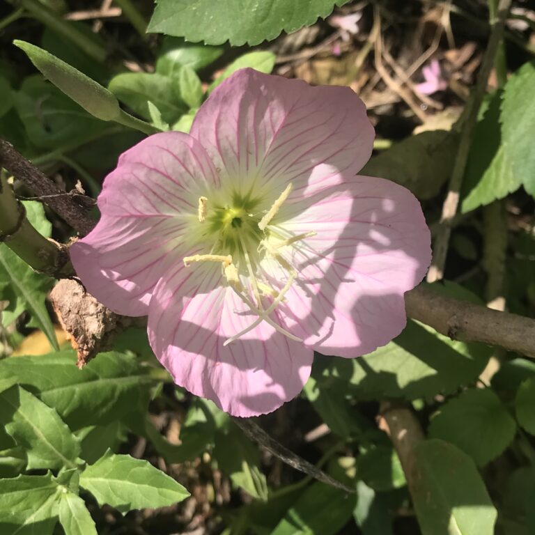 Growing Showy Evening Primrose from Seed - Southern Garden Nursery