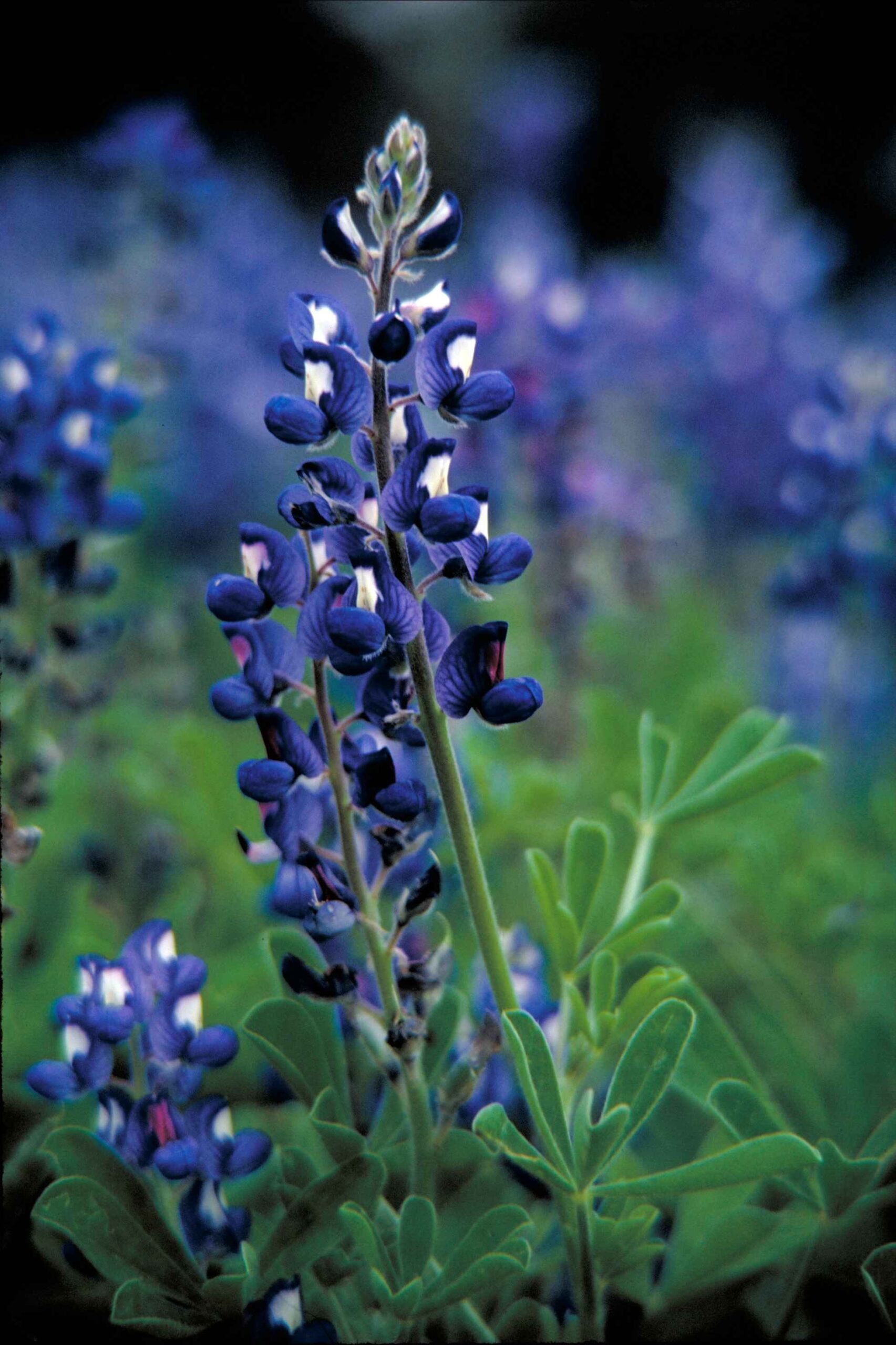 Growing Texas Bluebonnets from Seed - Southern Garden Nursery