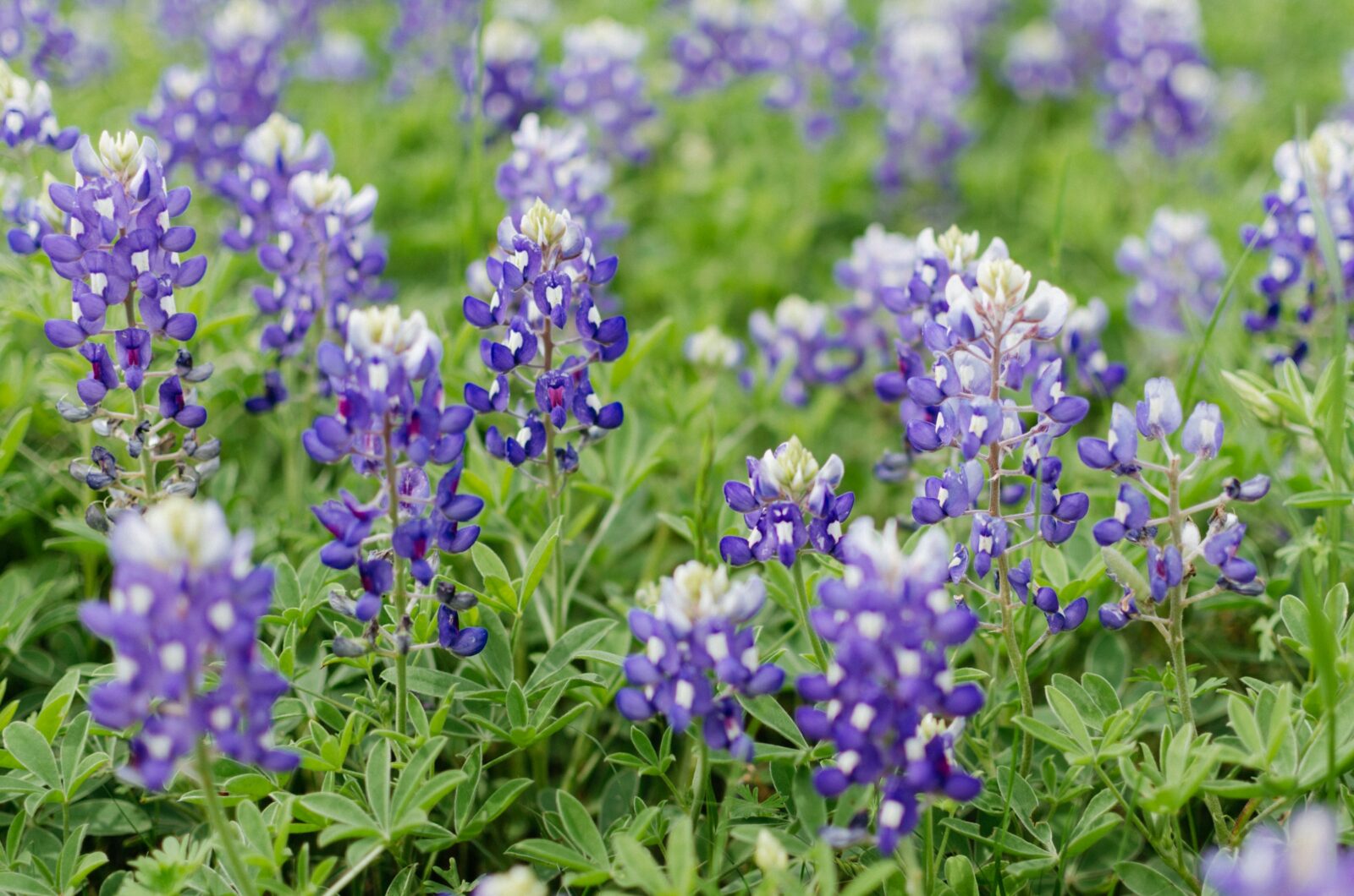 Growing Texas Bluebonnets from Seed - Southern Garden Nursery