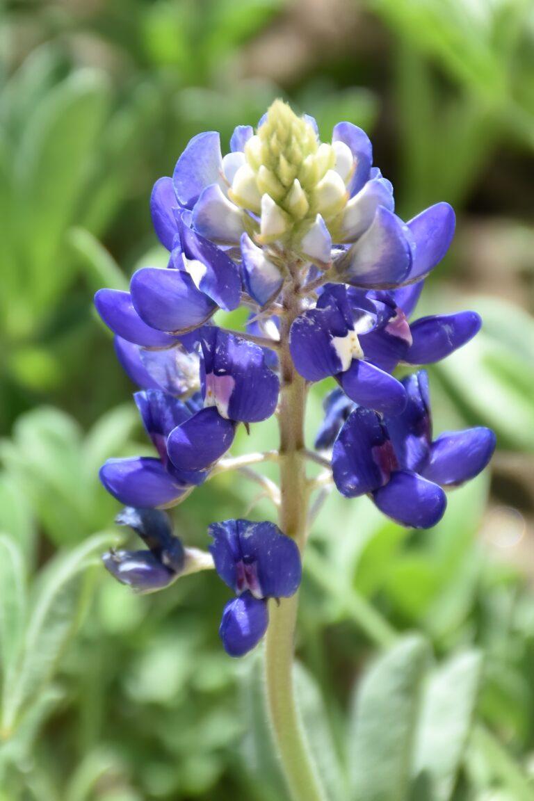 Growing Texas Bluebonnets from Seed - Southern Garden Nursery