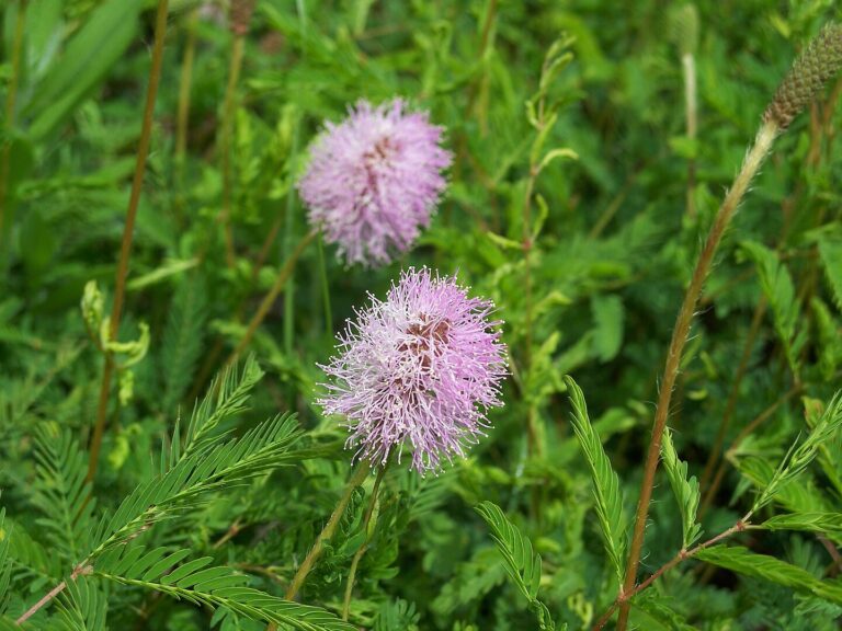 15 Florida Native Groundcovers for Your Landscape - Southern Garden Nursery