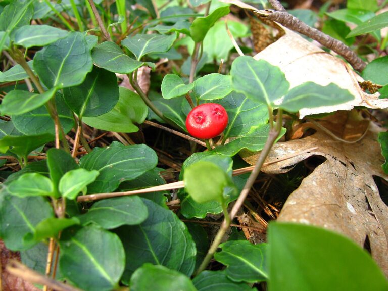 15 Florida Native Groundcovers for Your Landscape - Southern Garden Nursery