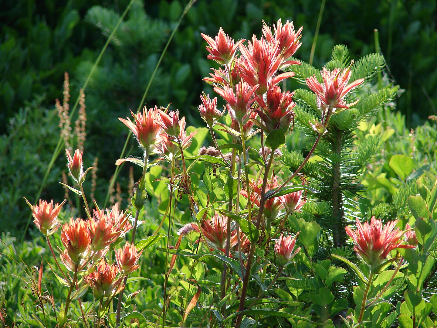 23 Blooming Florida Native Plants for Your Flower Garden - Southern ...