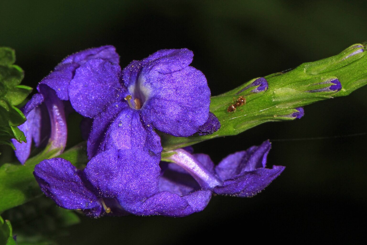 15 Florida Native Groundcovers for Your Landscape - Southern Garden Nursery