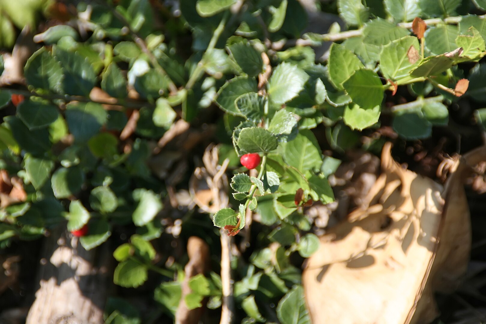 15 Florida Native Groundcovers for Your Landscape - Southern Garden Nursery