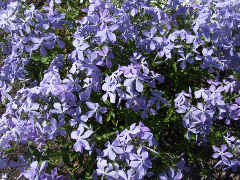 15 Florida Native Groundcovers for Your Landscape - Southern Garden Nursery