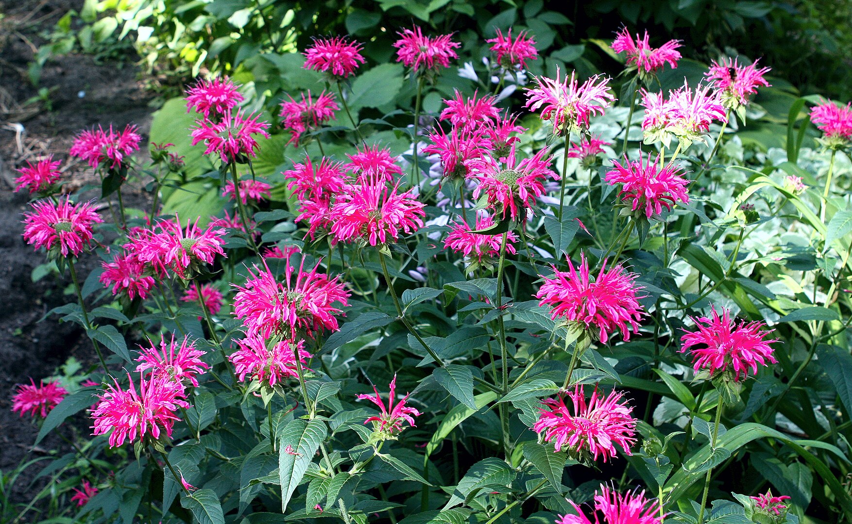 Sowing and Growing Monarda from Seed - Southern Garden Nursery