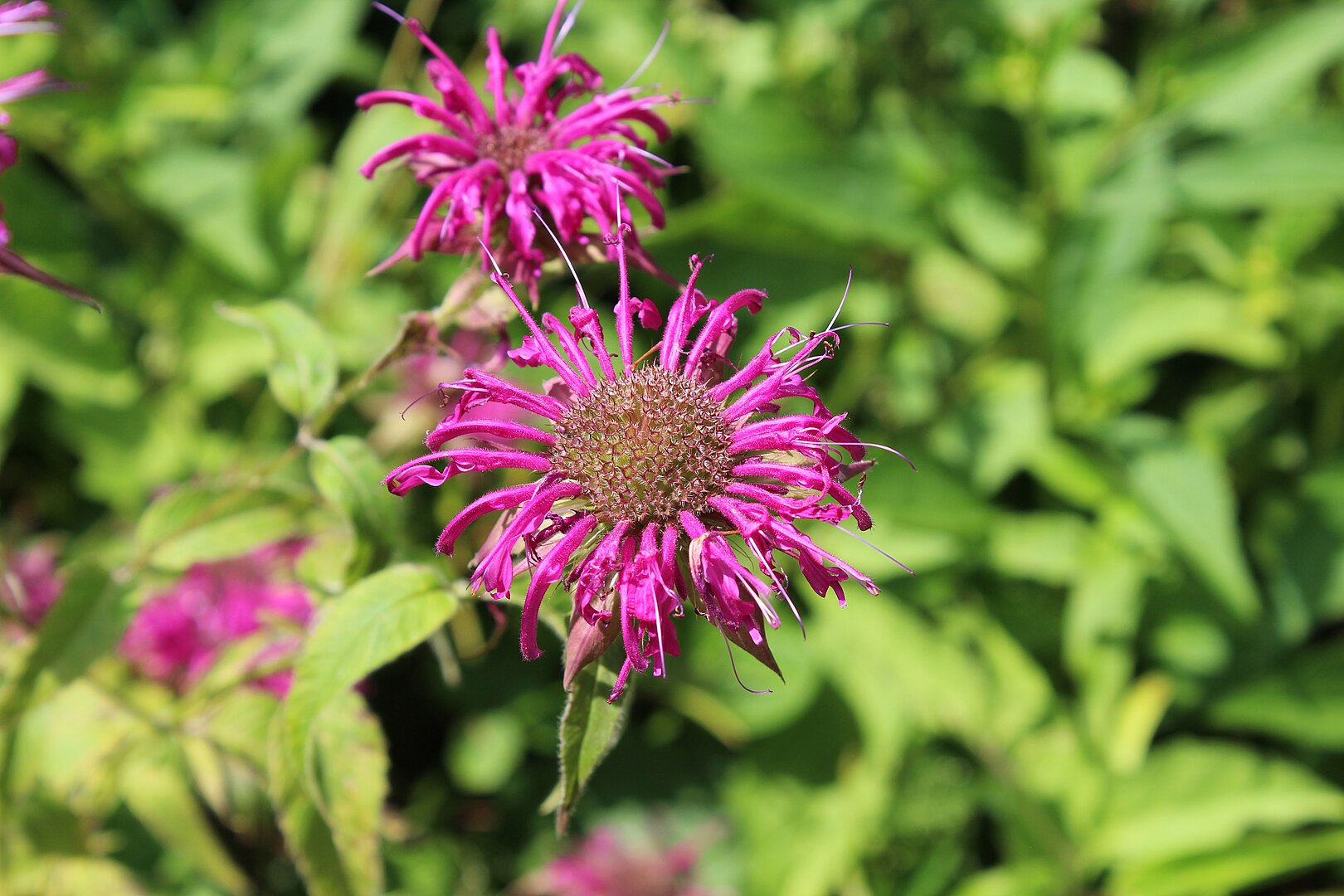 Sowing and Growing Monarda from Seed - Southern Garden Nursery