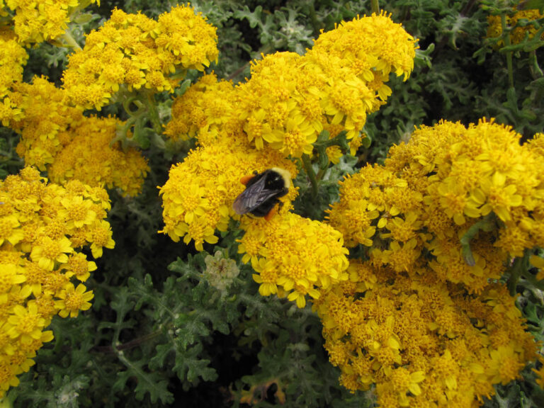 Sowing and Growing Yarrow from Seed - Southern Garden Nursery
