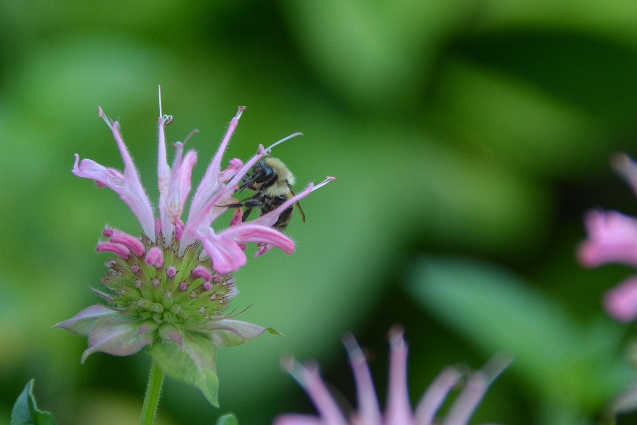 Sowing and Growing Monarda from Seed - Southern Garden Nursery