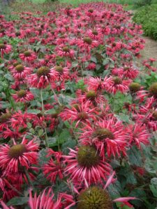 Sowing and Growing Monarda from Seed - Southern Garden Nursery