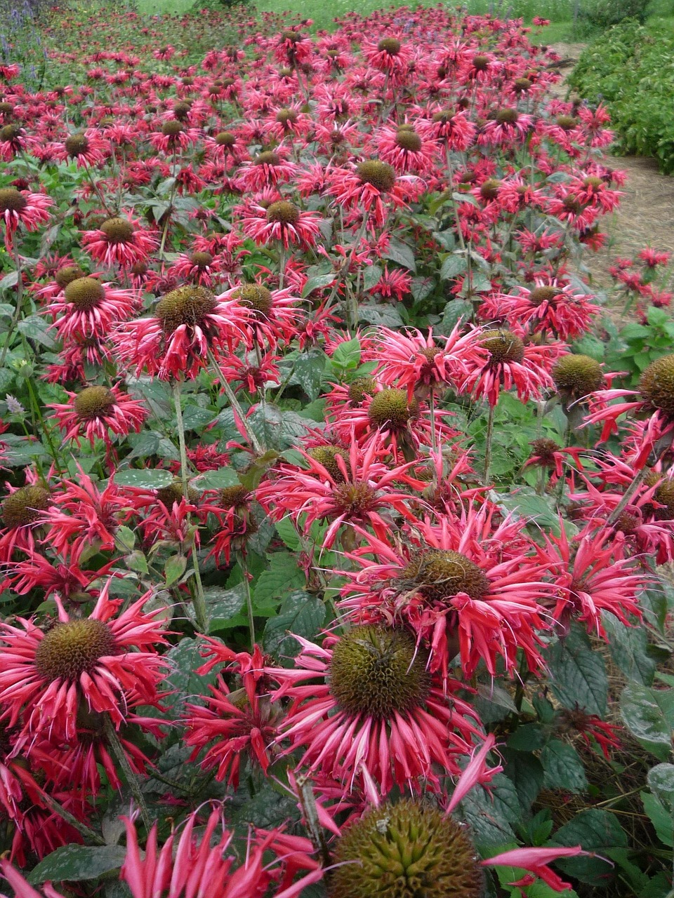 Sowing and Growing Monarda from Seed - Southern Garden Nursery