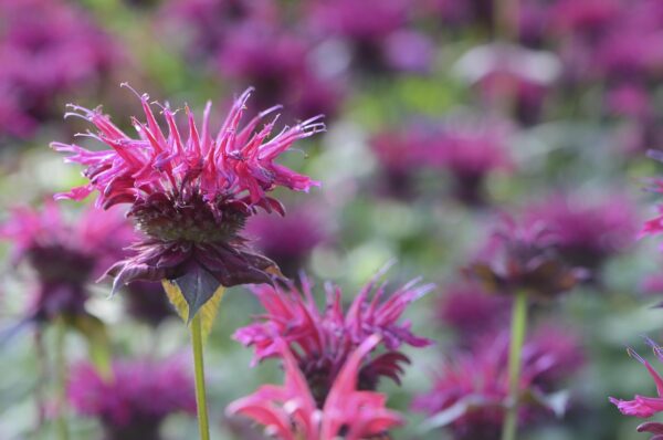 Sowing and Growing Monarda from Seed - Southern Garden Nursery