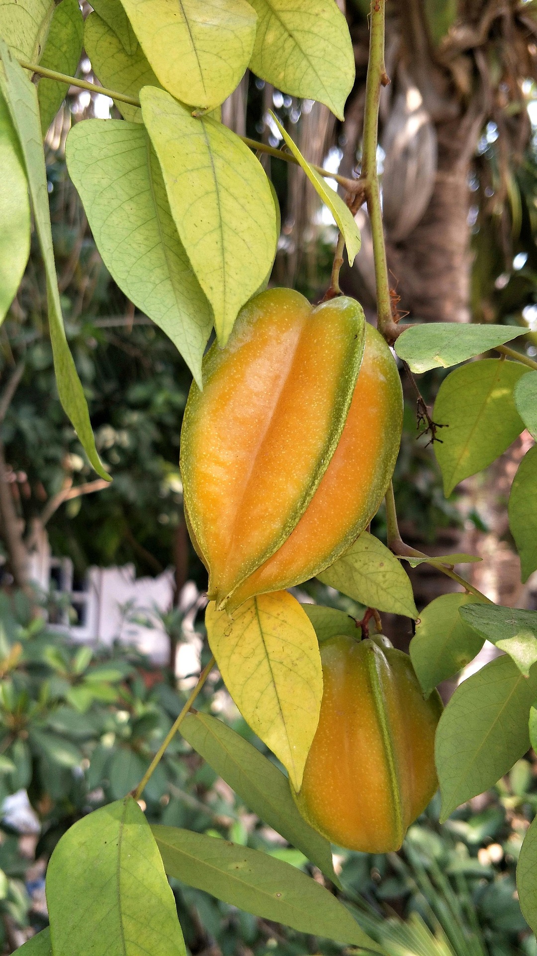 Easiest Tropical Fruits for Florida Gardeners - Southern Garden Nursery