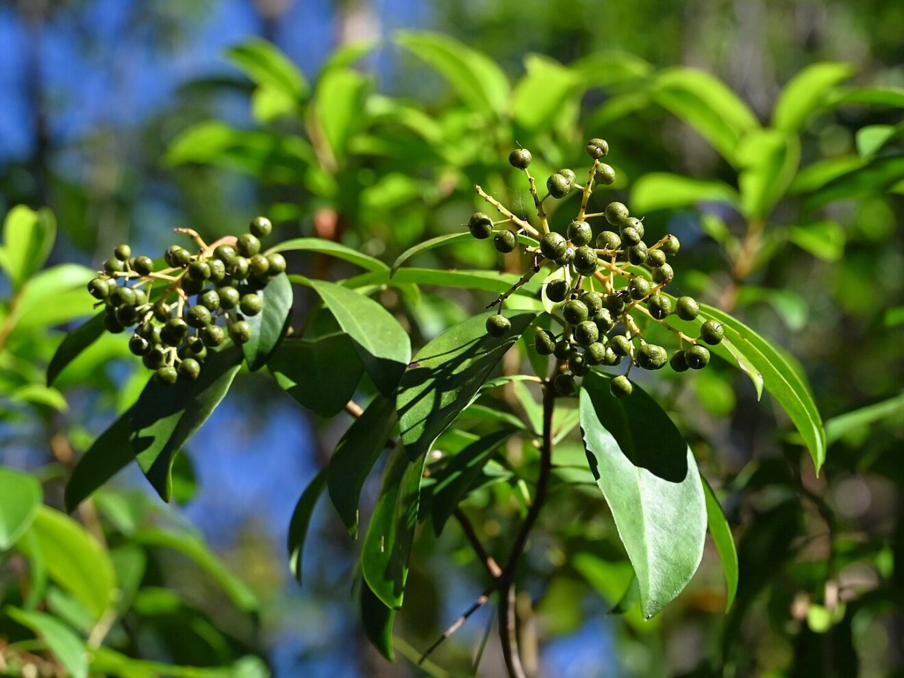17 Native Florida Shrubs for Wildlife: Your Garden's Backbone ...