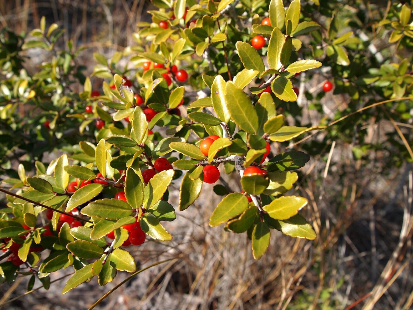 17 Native Florida Shrubs for Wildlife: Your Garden's Backbone ...