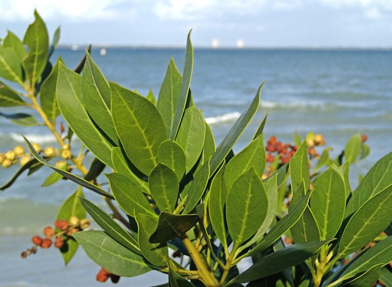 17 Native Florida Shrubs for Wildlife: Your Garden's Backbone ...