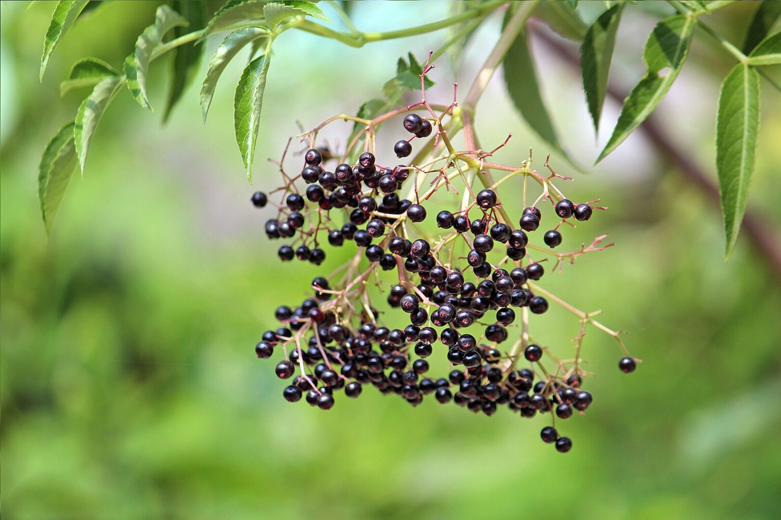 17 Native Florida Shrubs for Wildlife: Your Garden's Backbone ...