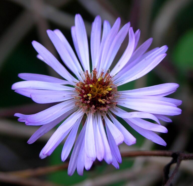 31 Native Florida Butterfly Plants: Creating a Pollinator Paradise ...