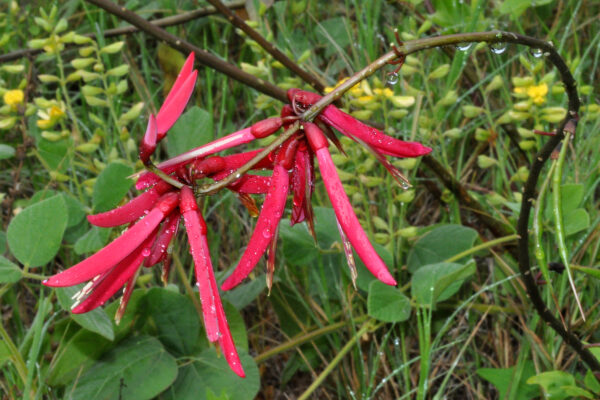 17 Native Florida Shrubs for Wildlife: Your Garden's Backbone ...