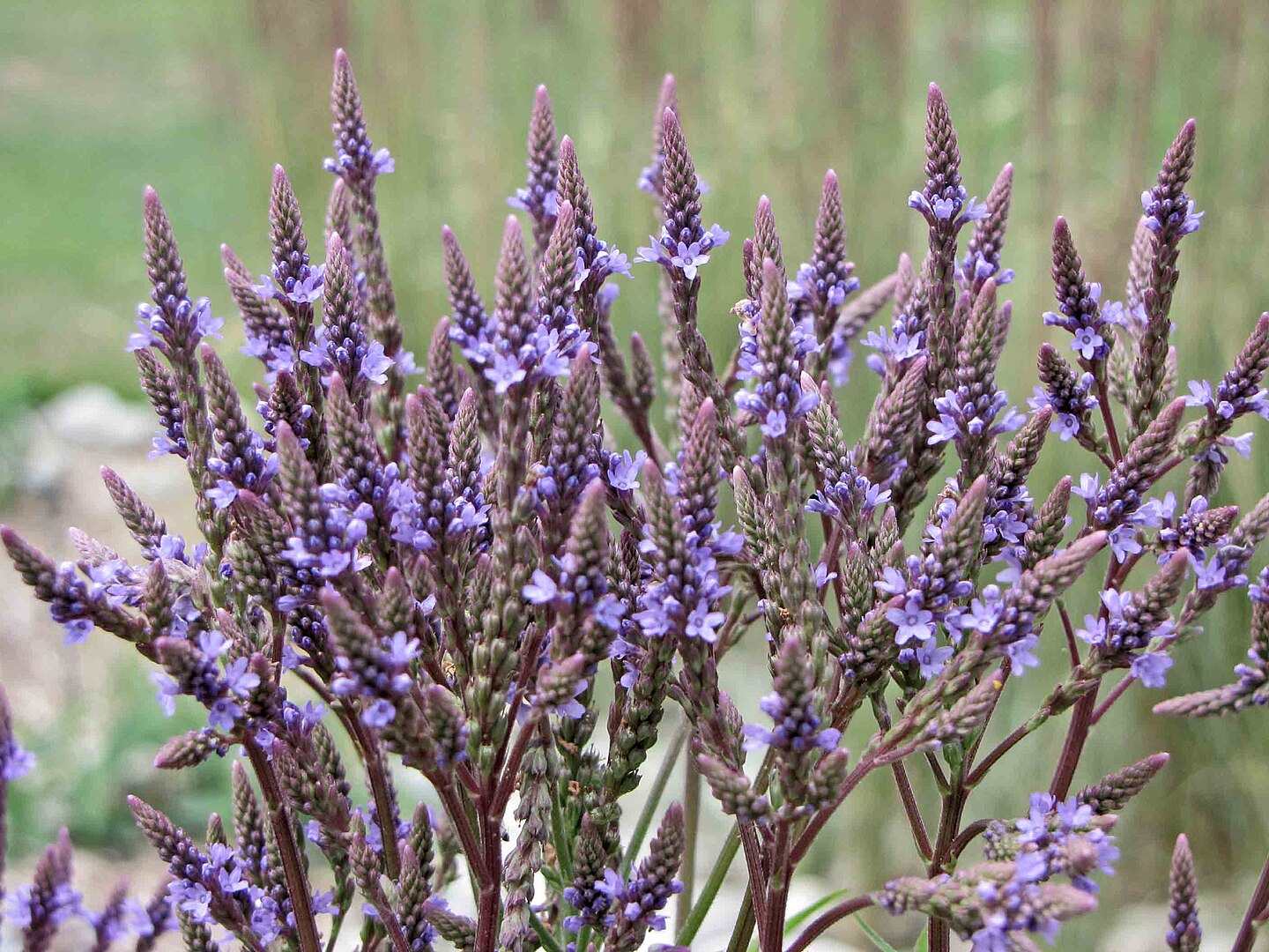 Growing Blue Vervain from Seed - Southern Garden Nursery