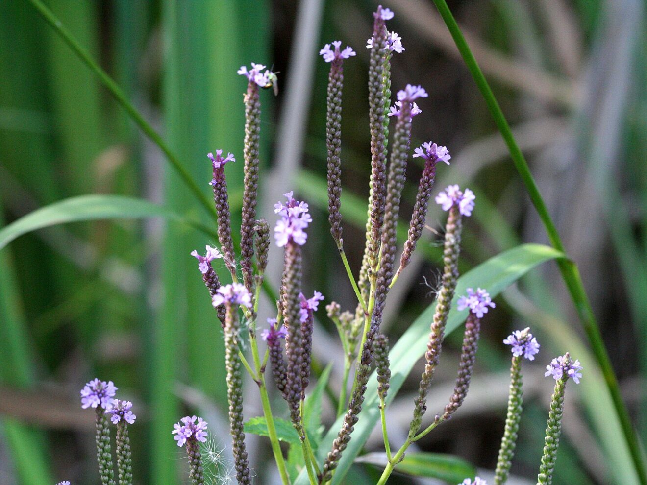 Growing Blue Vervain from Seed - Southern Garden Nursery