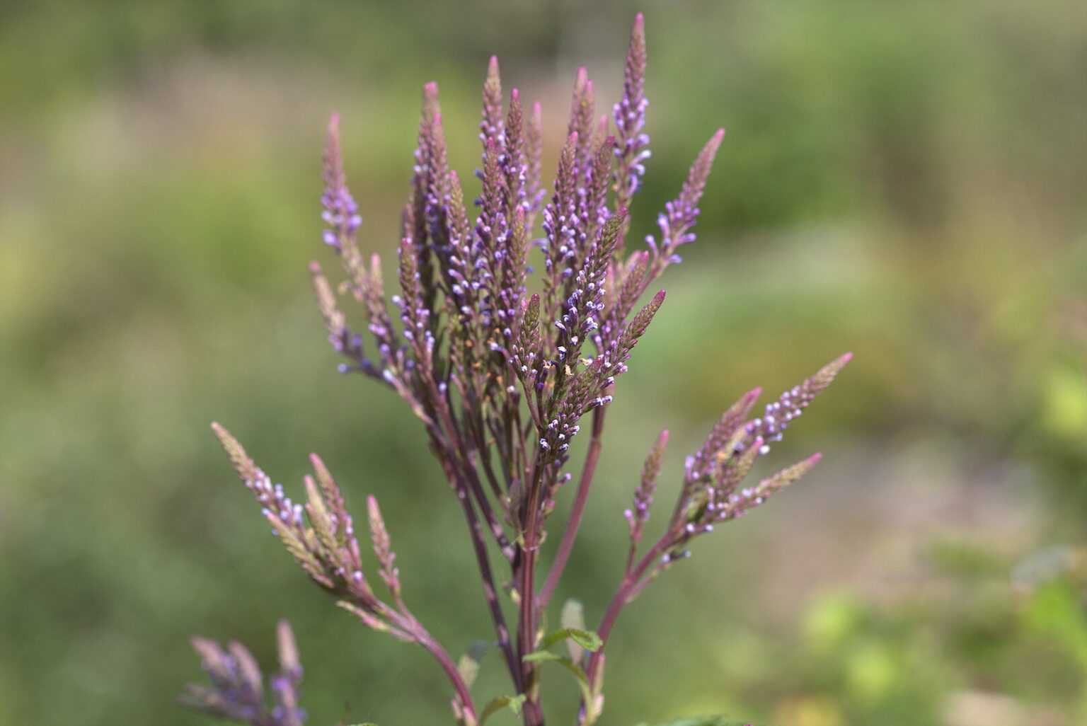 Growing Blue Vervain from Seed - Southern Garden Nursery