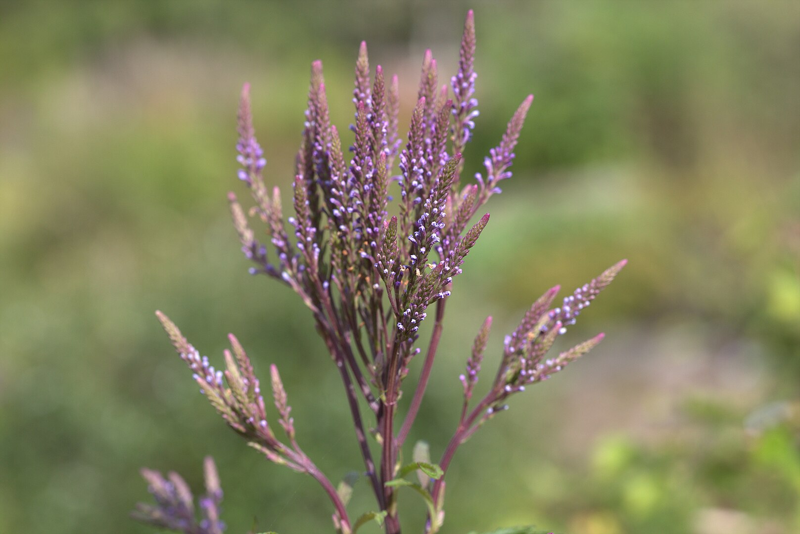 Growing Blue Vervain from Seed - Southern Garden Nursery