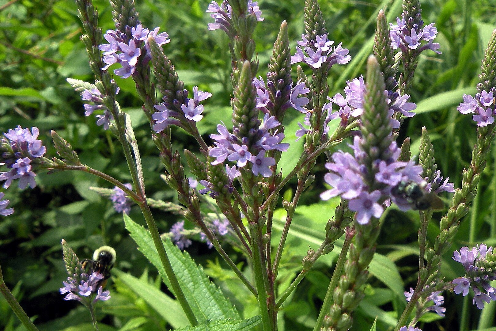 Growing Blue Vervain from Seed - Southern Garden Nursery