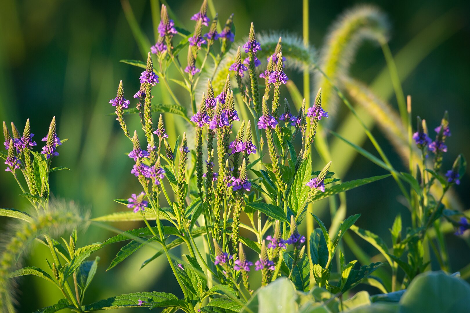Growing Blue Vervain from Seed - Southern Garden Nursery